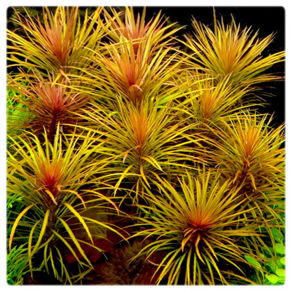 163. Eustralis Stellata in vitro porcja 3szt Sklep Akwarystyczny.EU